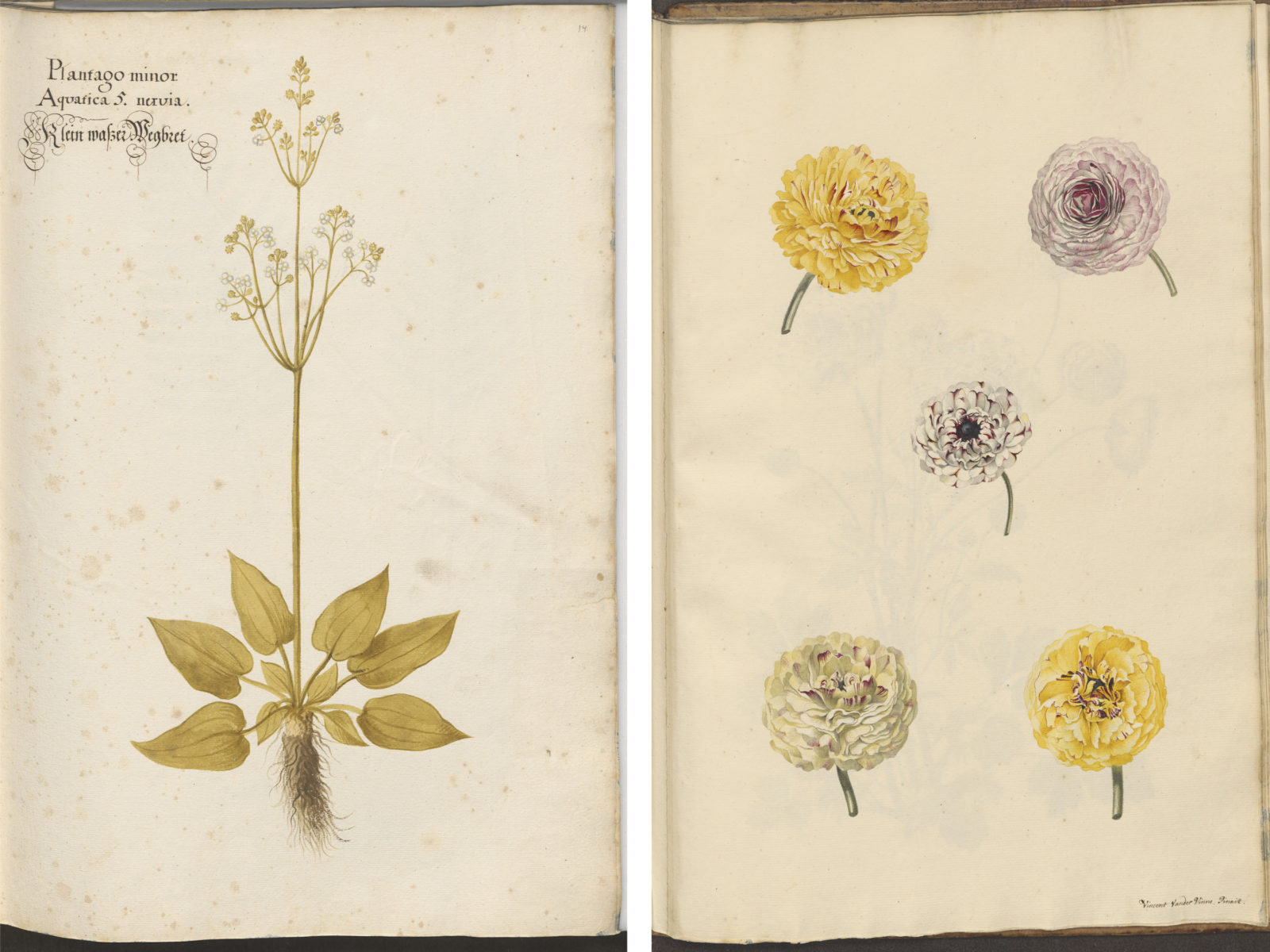 Books of Painted Flowers on Paper and Parchment: Rethinking the ...
